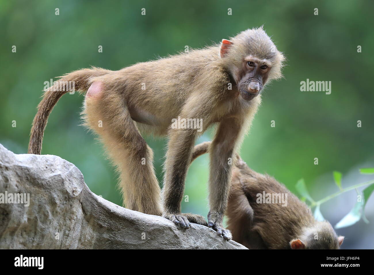 A baboon in Singapore Stock Photo - Alamy