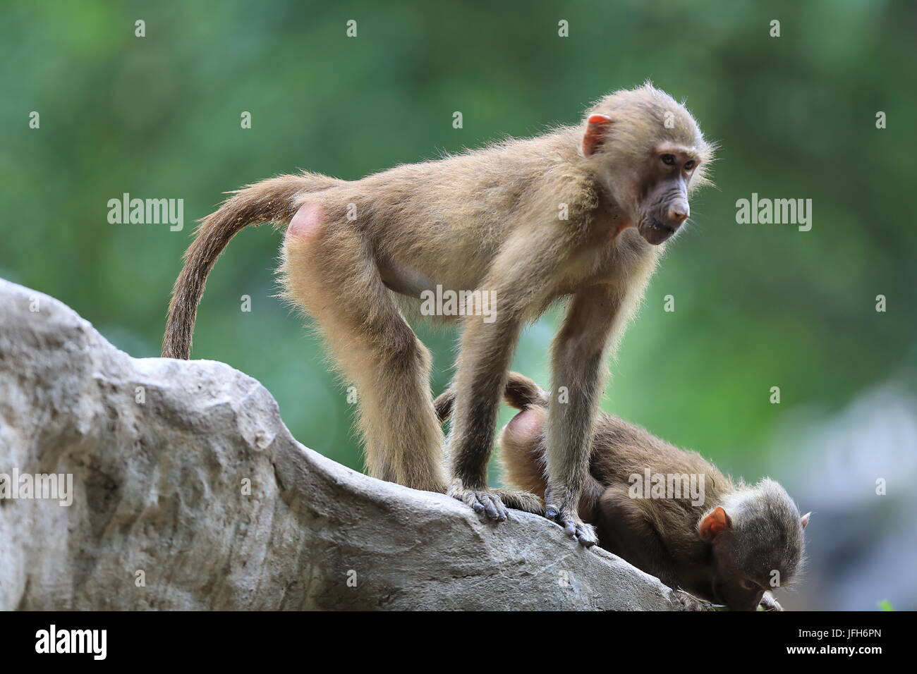 A baboon in Singapore Stock Photo - Alamy