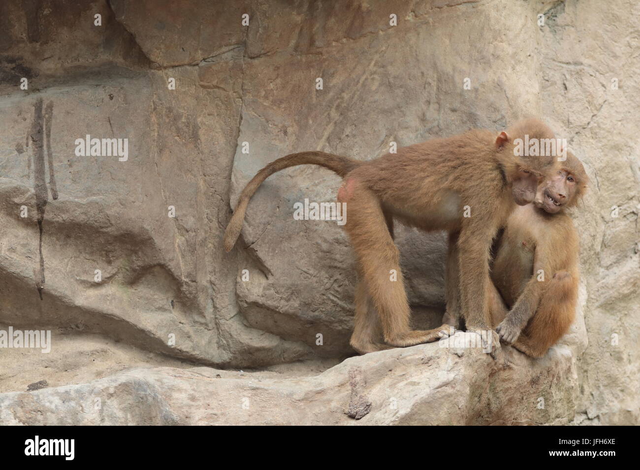 A baboon in Singapore Stock Photo - Alamy