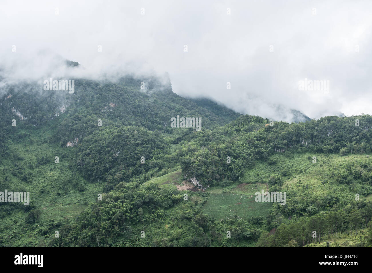 Top view rainforest covered fog hi-res stock photography and images - Alamy
