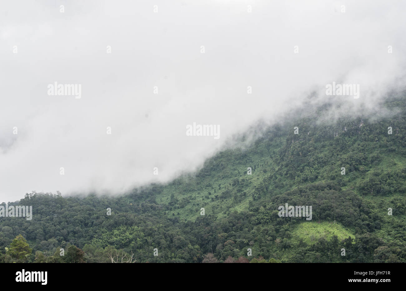 Top view rainforest covered fog hi-res stock photography and images - Alamy