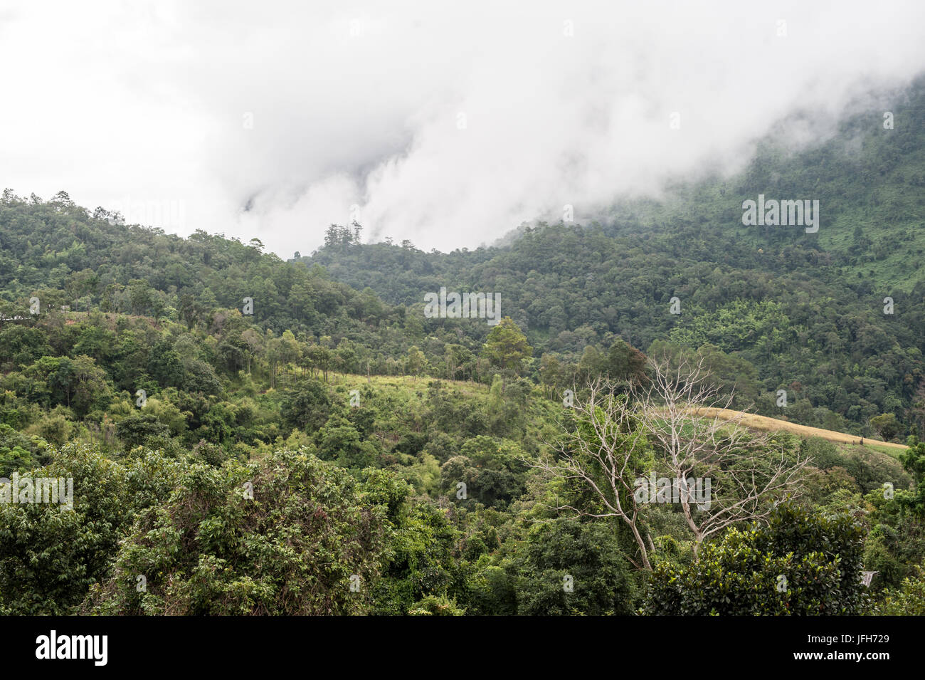 Top view rainforest covered fog hi-res stock photography and images - Alamy