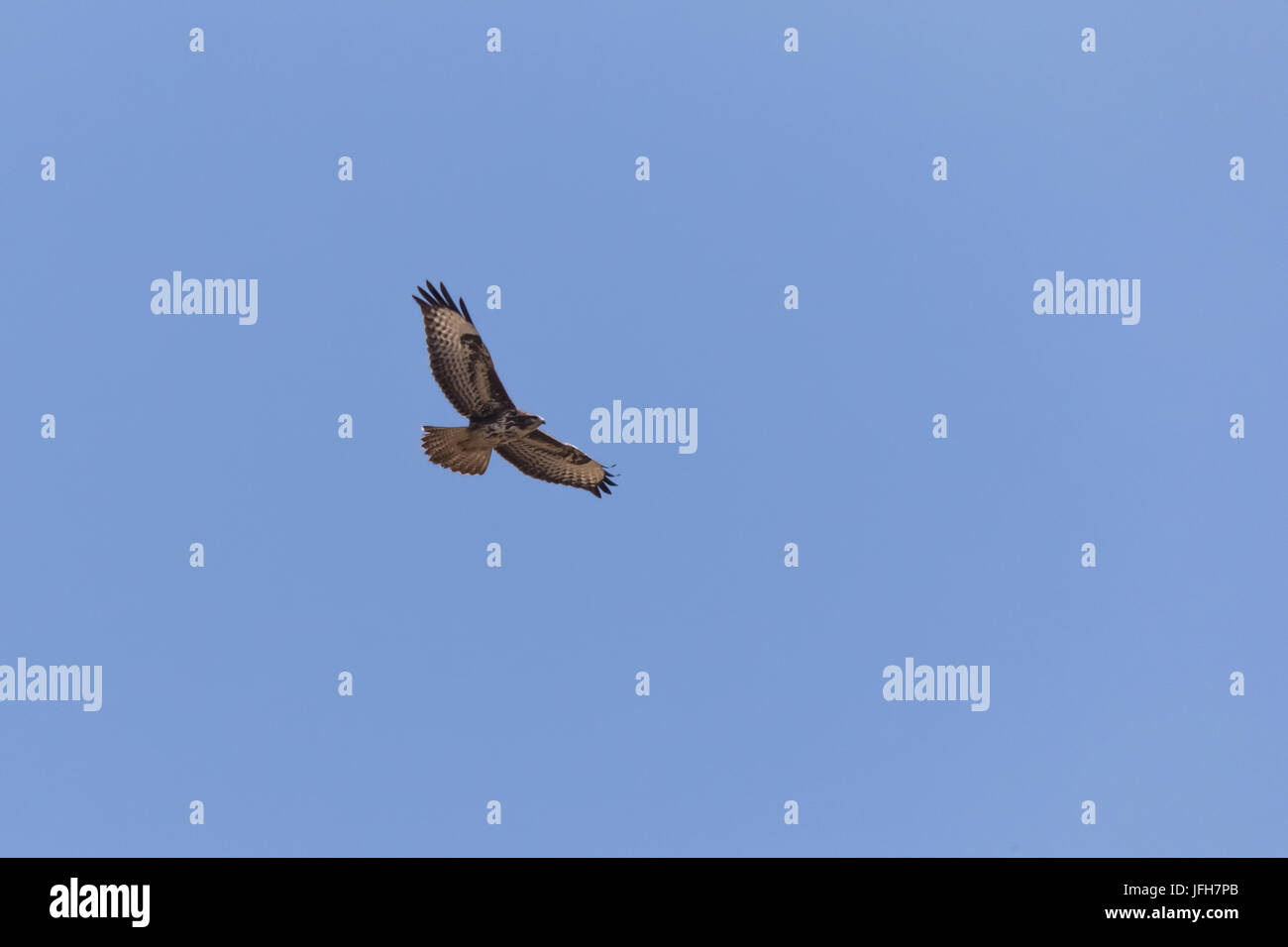 Buzzard in flight hi-res stock photography and images - Alamy