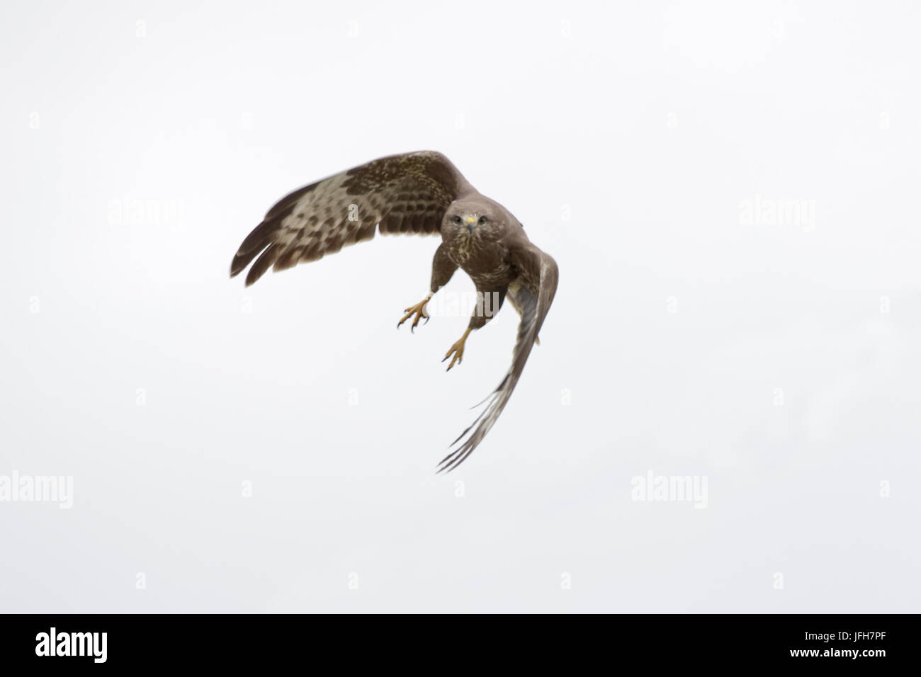 Buzzard flight hi-res stock photography and images - Alamy