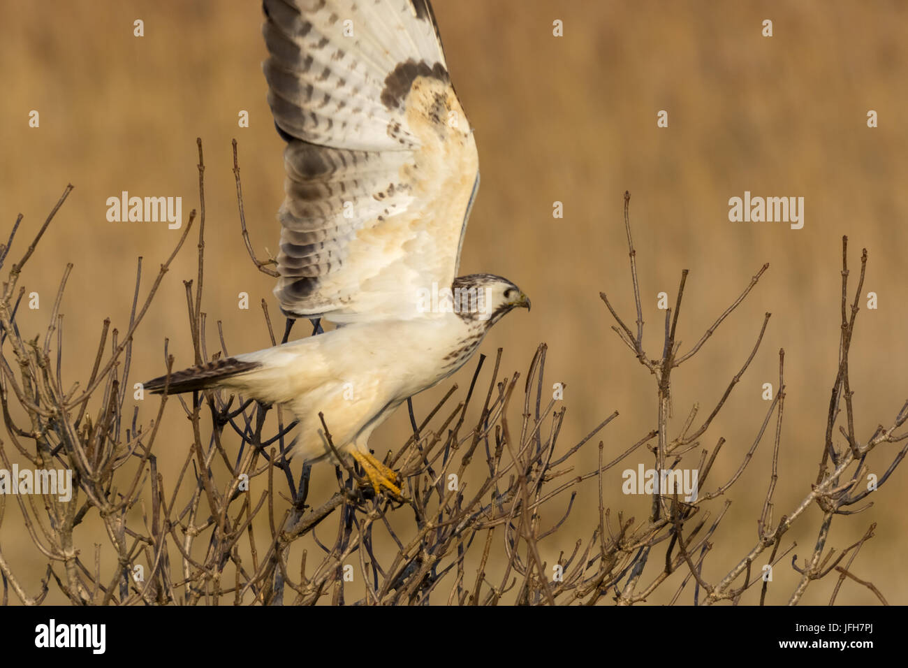 Flying white mouse bussard Stock Photo - Alamy