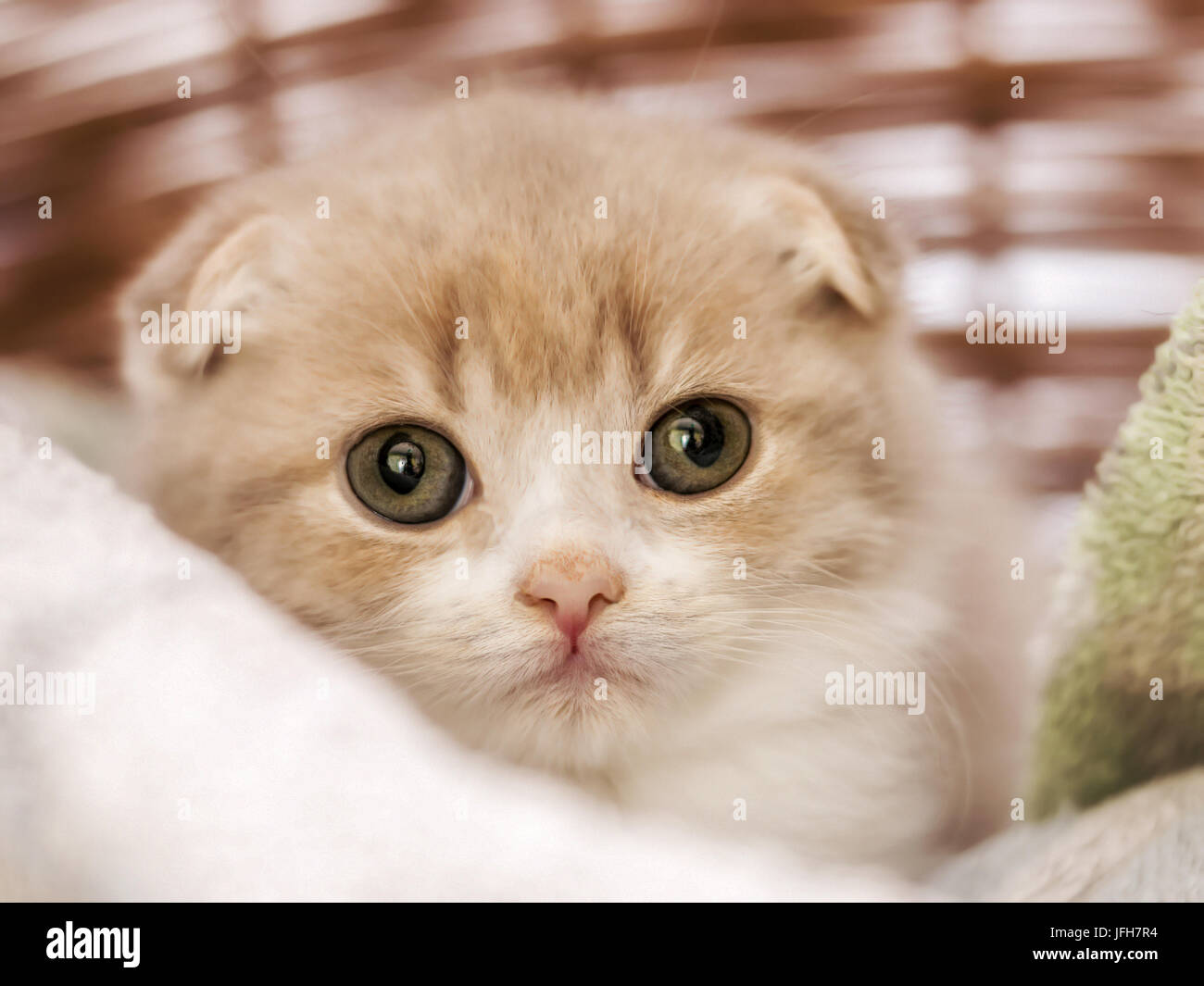 Scottish fold kitten hi-res stock photography and images - Alamy