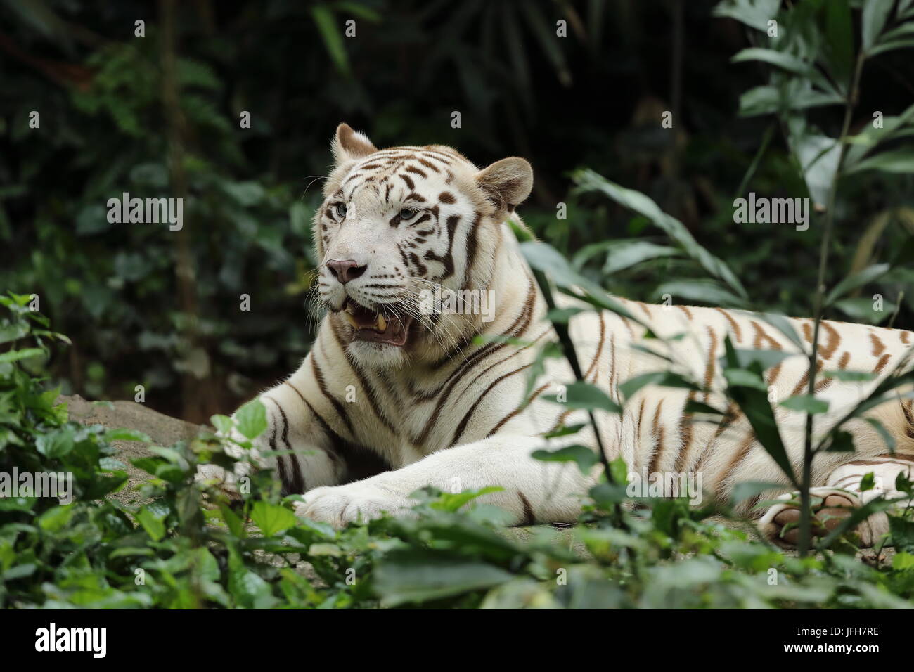 Inbreeding hi-res stock photography and images - Alamy