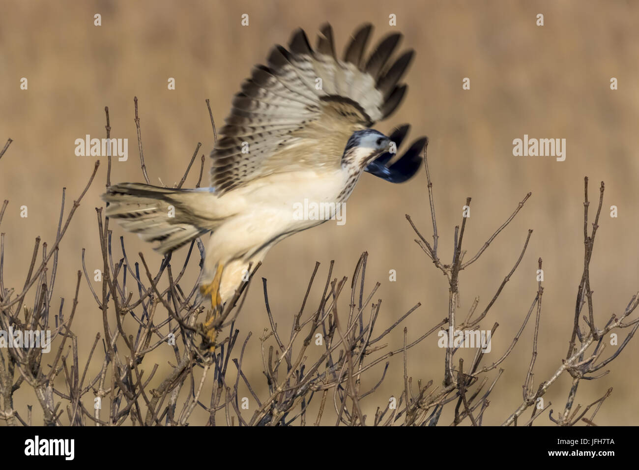 Flying mouse hi-res stock photography and images - Alamy
