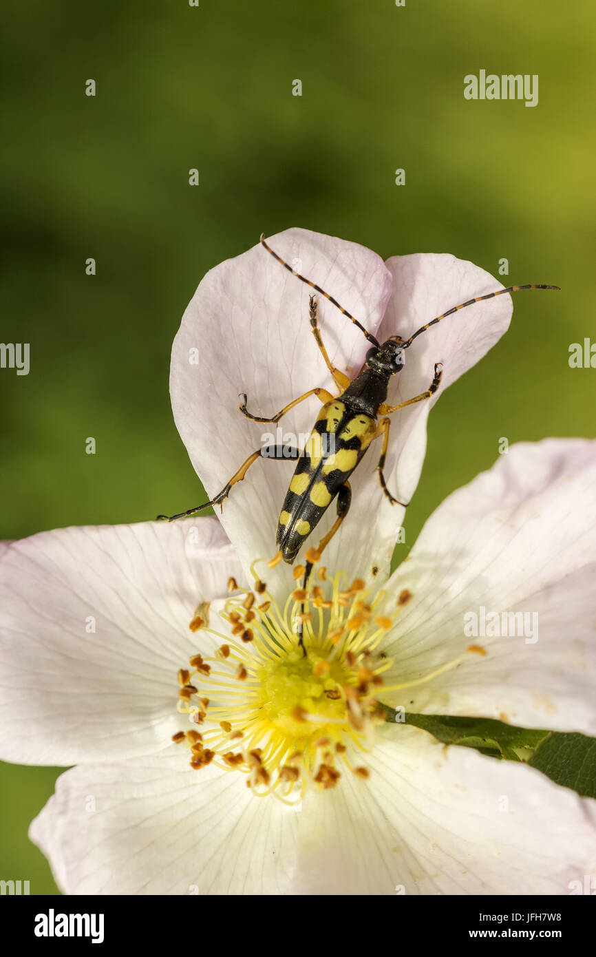 Insect on hedgehog Stock Photo - Alamy