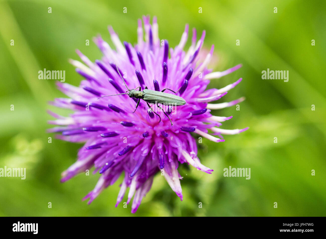 Purple insect hi-res stock photography and images - Alamy