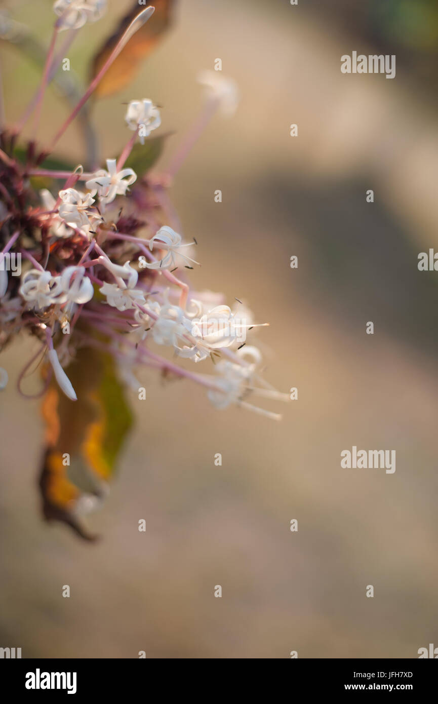 beautiful garden flowers floral Stock Photo - Alamy