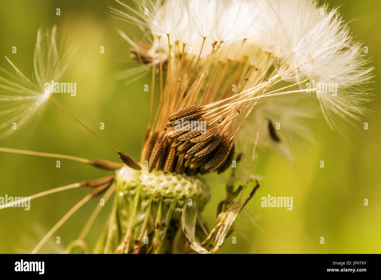 Löwenzahn Detailed view Stock Photo - Alamy