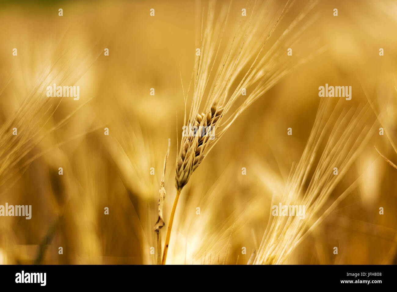 Getreide reifen hi-res stock photography and images - Alamy