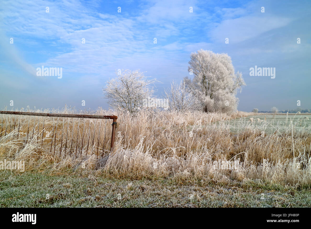 Frosty tree gate hi-res stock photography and images - Alamy