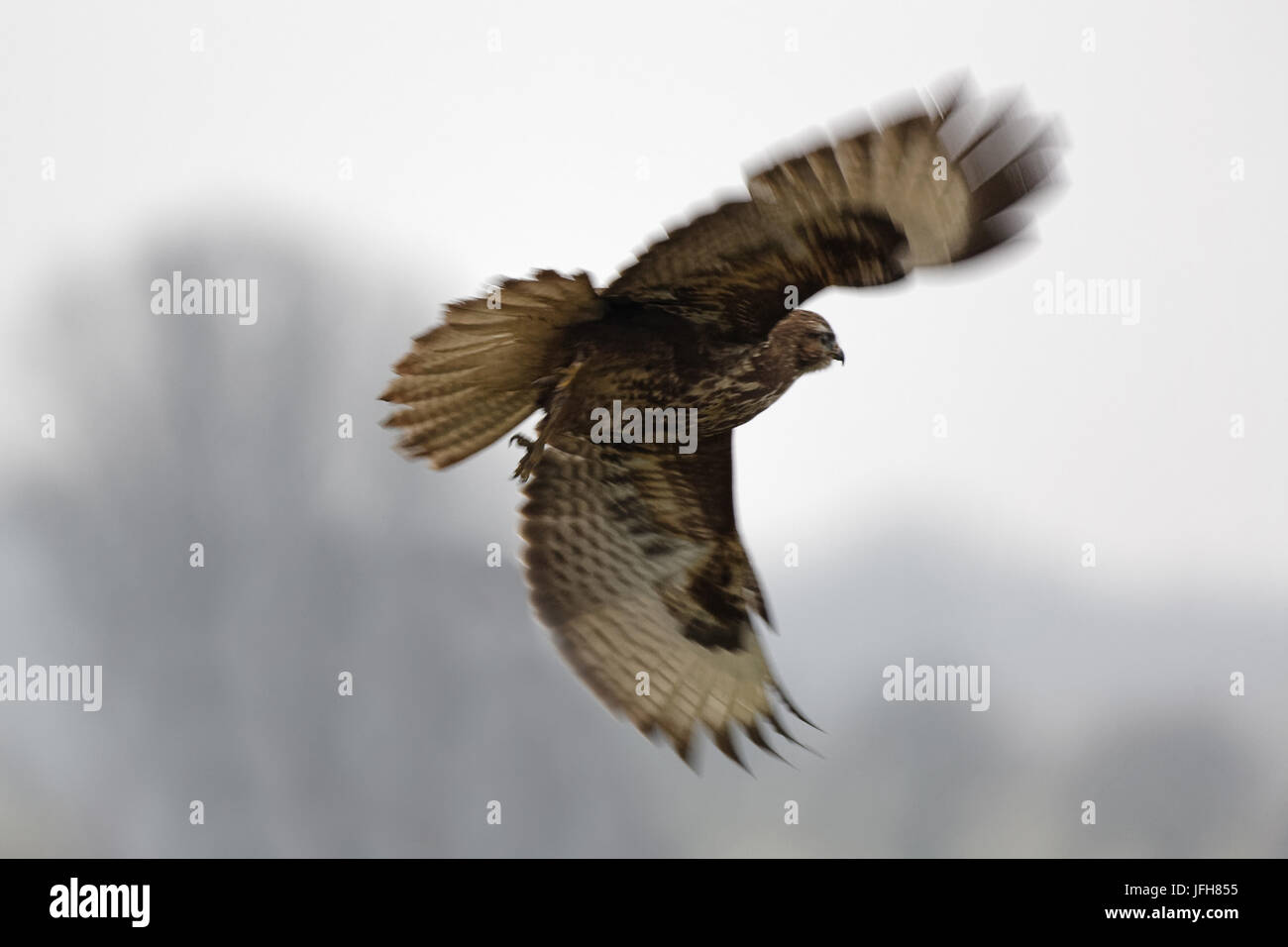 Mouse hawk hi-res stock photography and images - Alamy