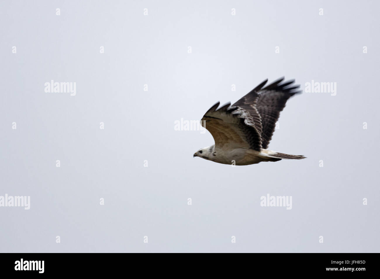 White mouse bussard in flight Stock Photo - Alamy