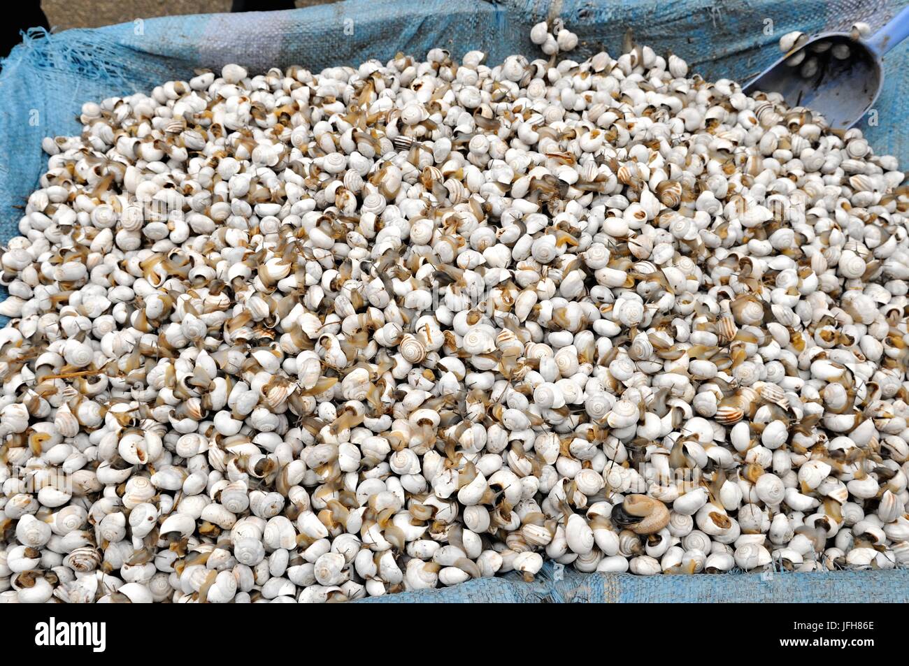 many snails open Stock Photo - Alamy