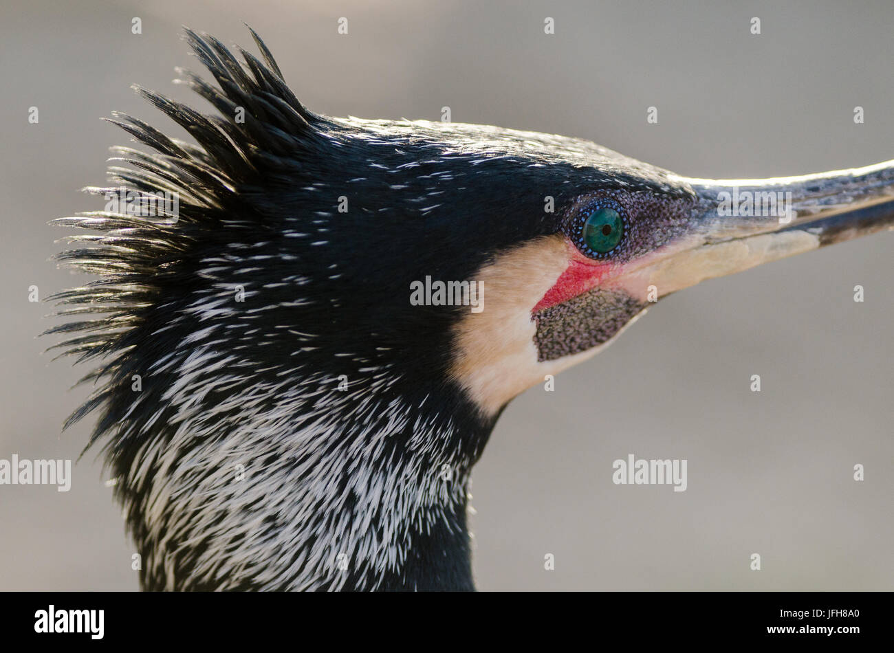 Raven b hi-res stock photography and images - Alamy