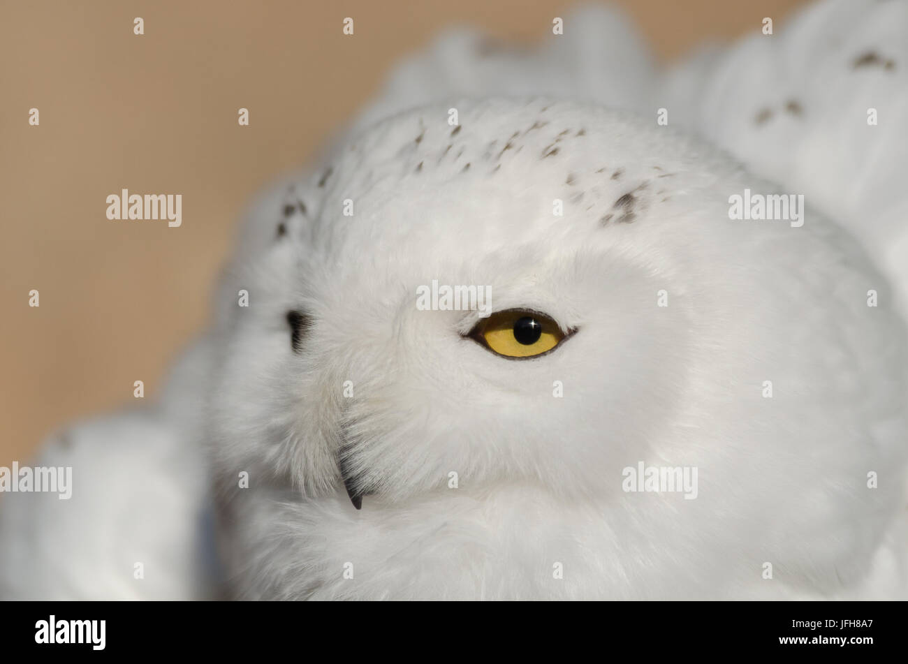 Snowy owl face hi-res stock photography and images - Alamy
