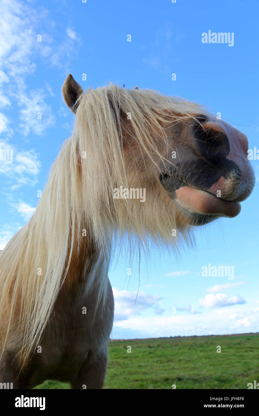 Tinker mix hi-res stock photography and images - Alamy