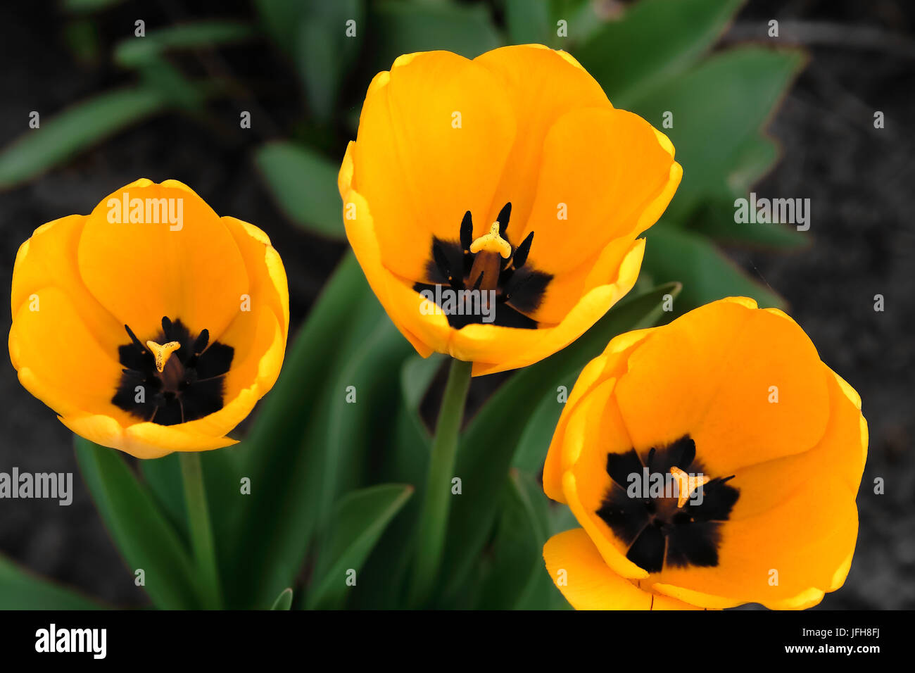Yellow flowers have three petals hi-res stock photography and images ...