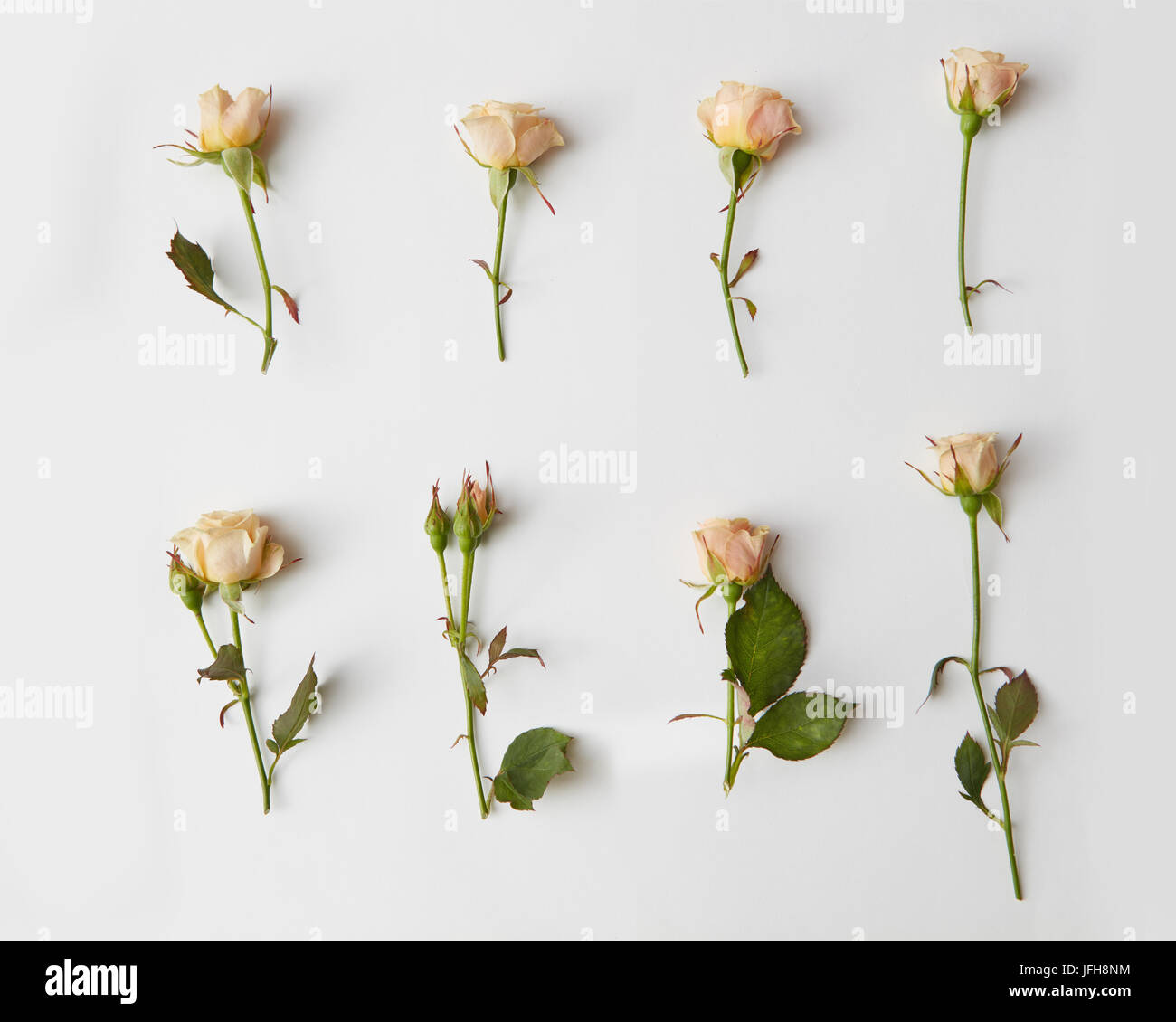 Roses isolated on white Stock Photo - Alamy
