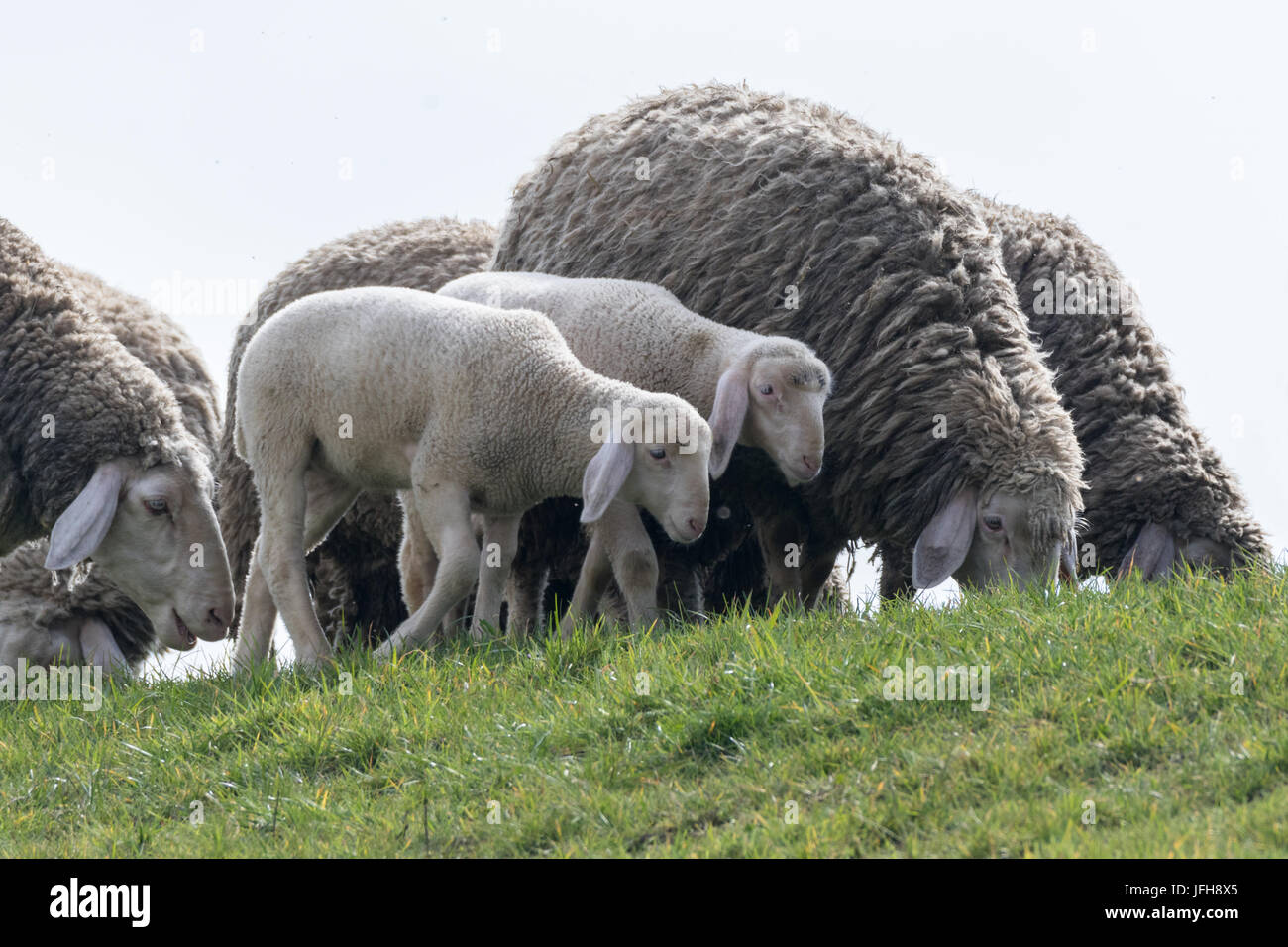 Sheep and lambs Stock Photo - Alamy
