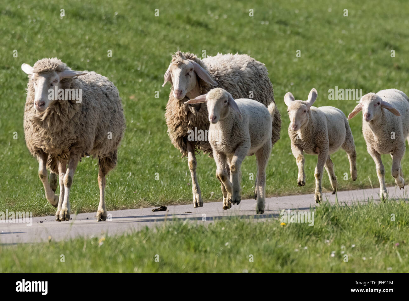 Sheep while jogging Stock Photo - Alamy