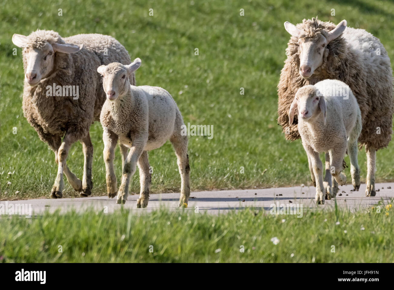 Sheep while jogging Stock Photo - Alamy