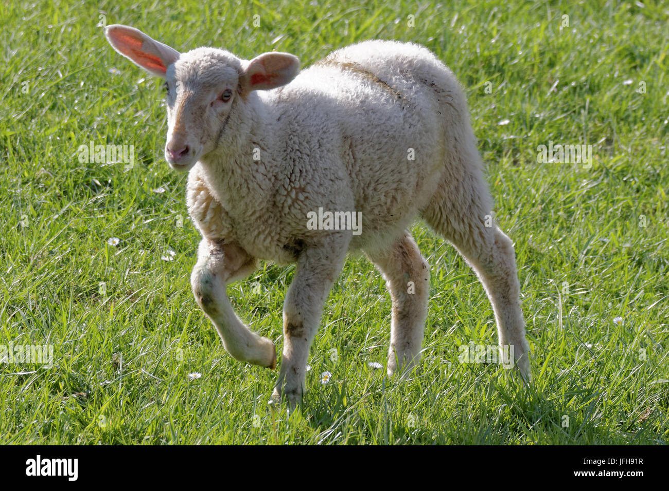 Lamb running hi-res stock photography and images - Alamy