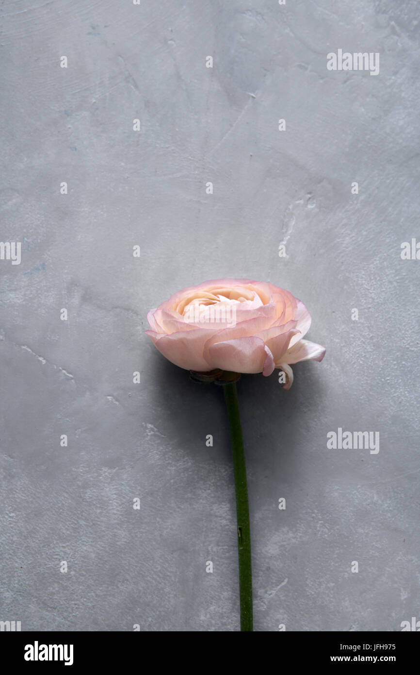 One rose hi-res stock photography and images - Alamy