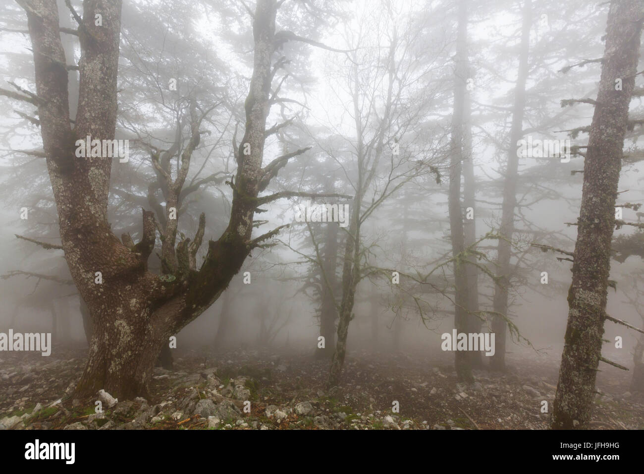 Fog in the forest Stock Photo - Alamy