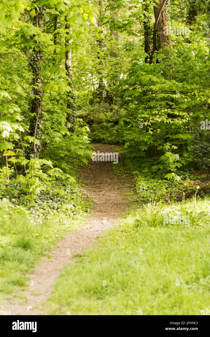 Forest path in sunlight Stock Photo - Alamy