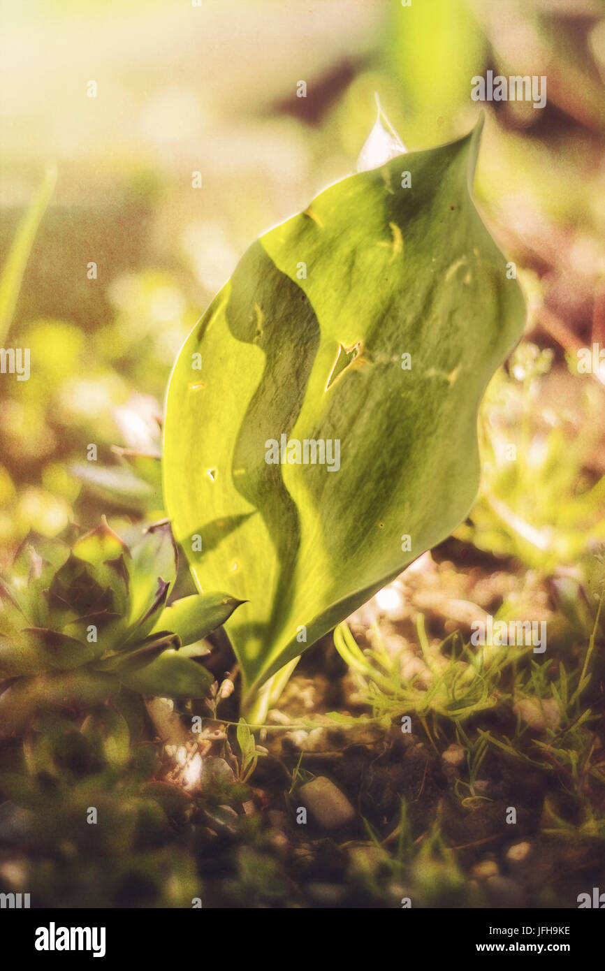 Green leaf with shadow Stock Photo - Alamy