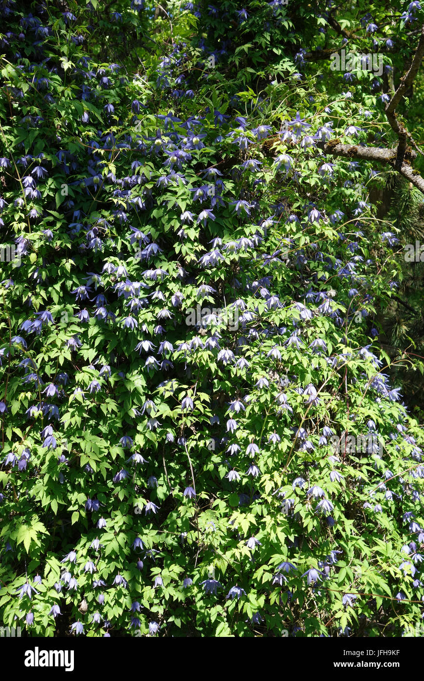 Clematis alpina, Alpine Clematis Stock Photo - Alamy