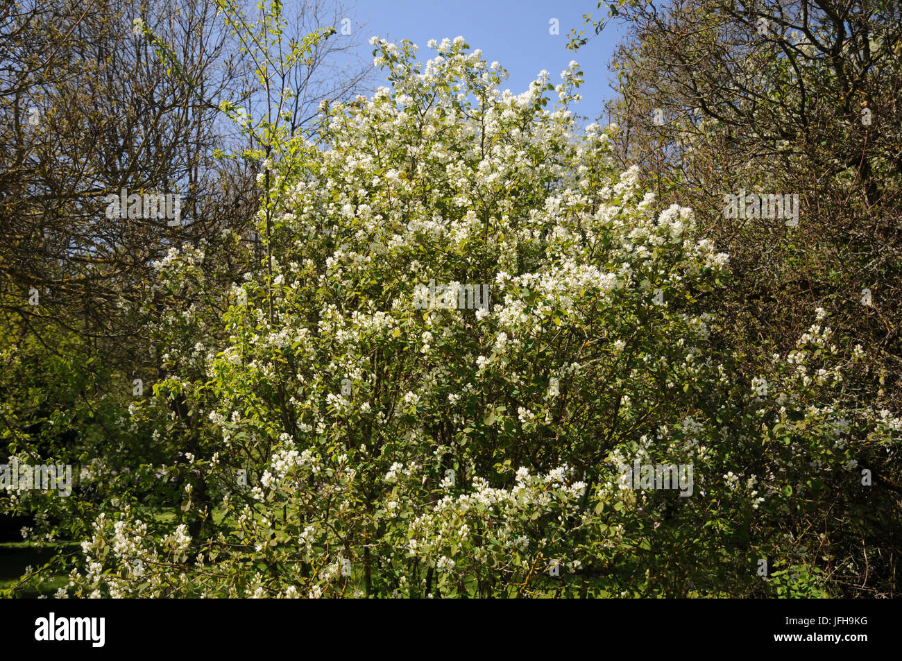 Amelanchier ovalis, Snowy Mespilus Stock Photo - Alamy