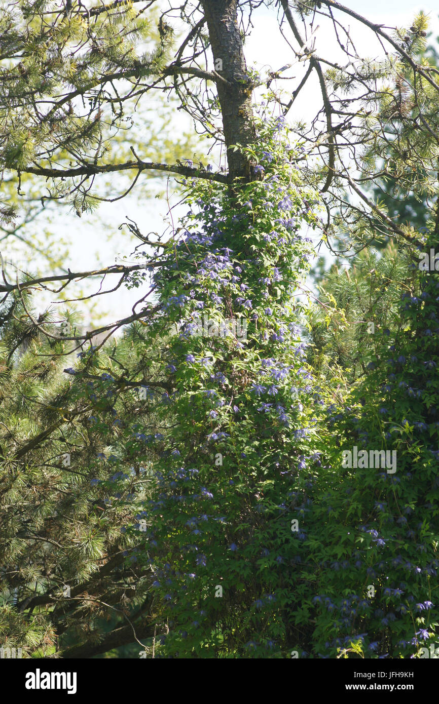 Clematis alpina, Alpine Clematis Stock Photo - Alamy