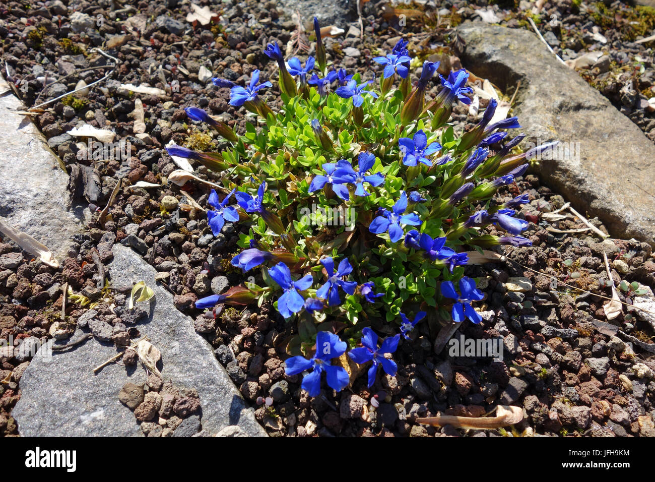 Gentiana verna, Spring Gentian Stock Photo - Alamy