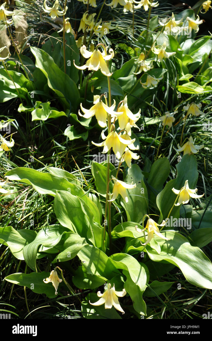 Dens canis hi-res stock photography and images - Alamy