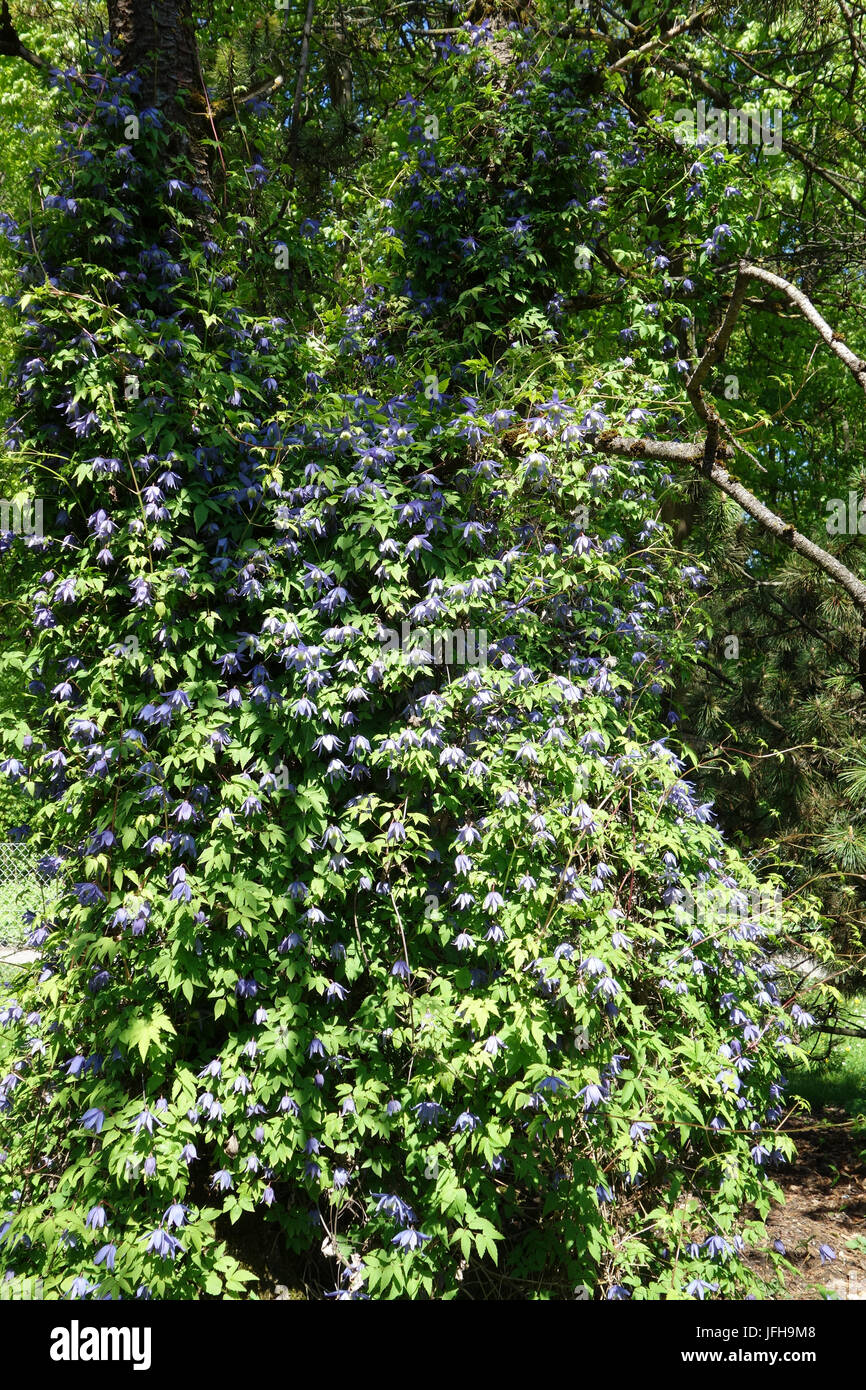 Clematis alpina, Alpine Clematis Stock Photo - Alamy