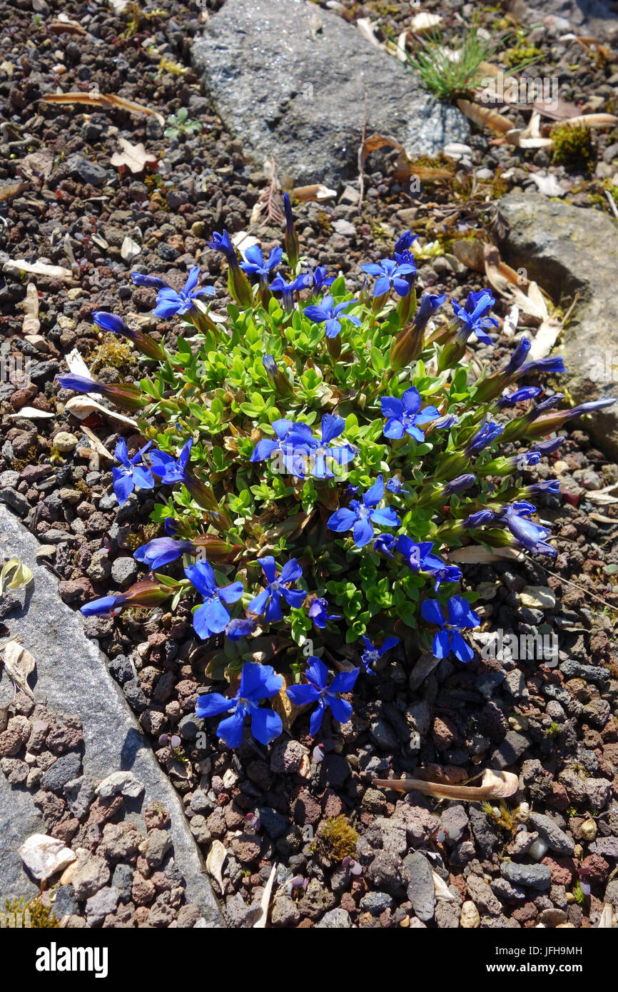 Gentiana verna, Spring Gentian Stock Photo - Alamy