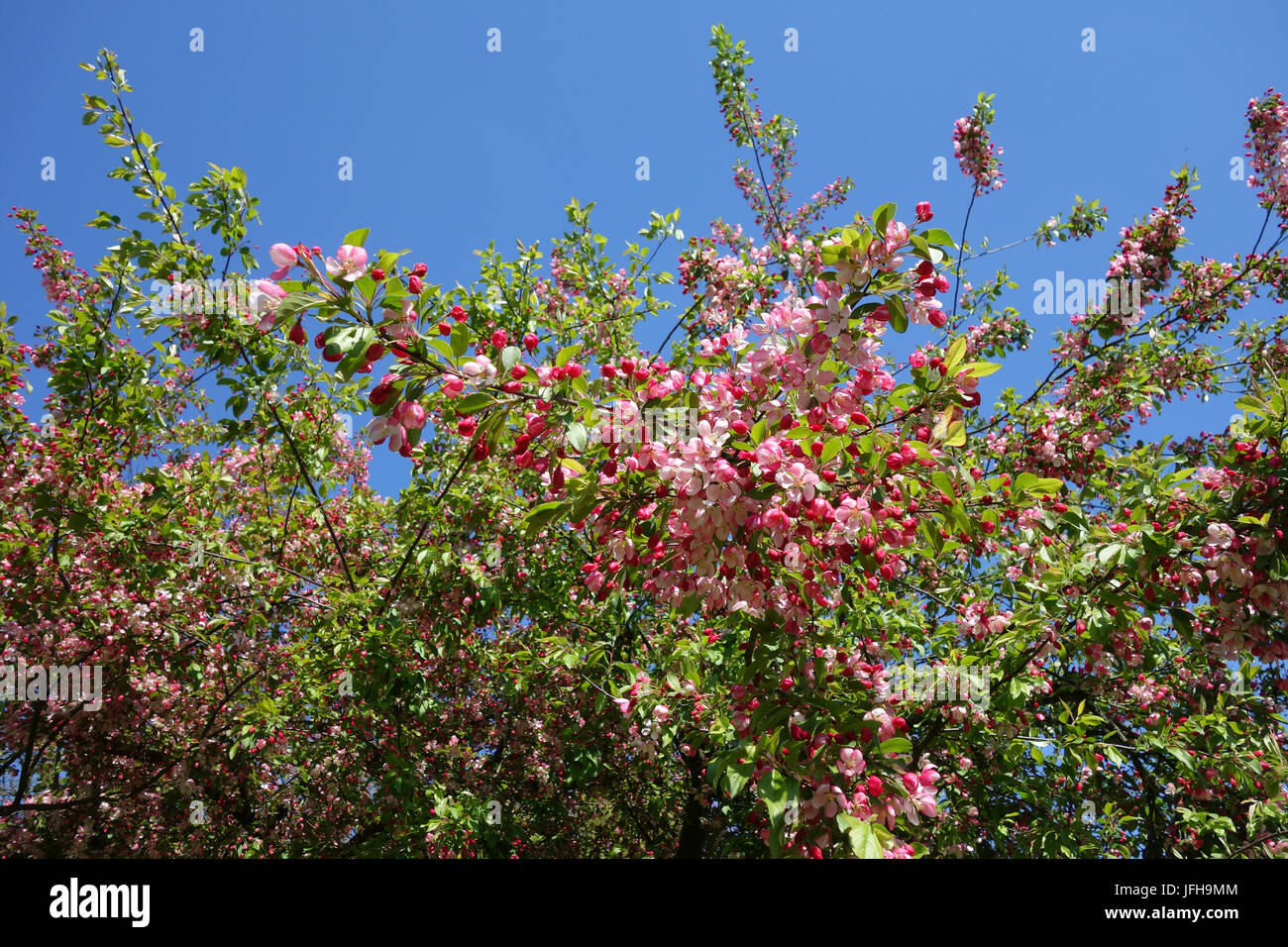 Malus floribunda, Crabapple Stock Photo - Alamy