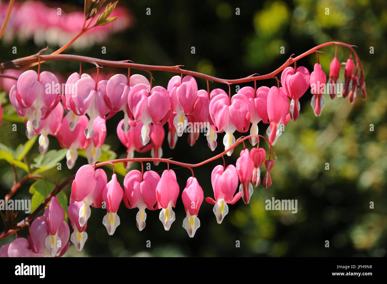 Dicentra spectabilis, Bleeding Heart Stock Photo - Alamy
