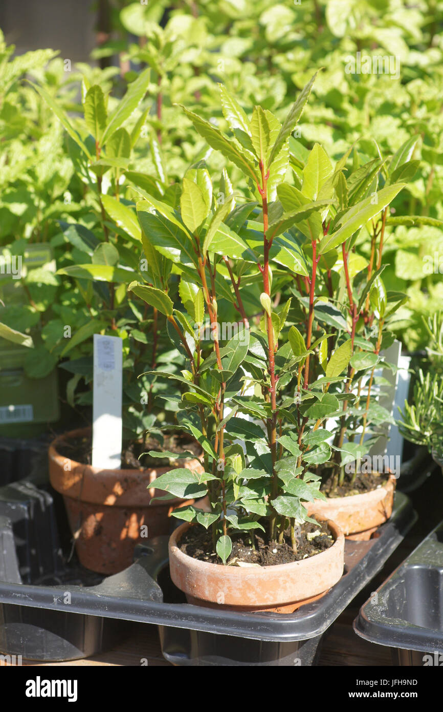 Laurus nobilis, Laurel Stock Photo - Alamy