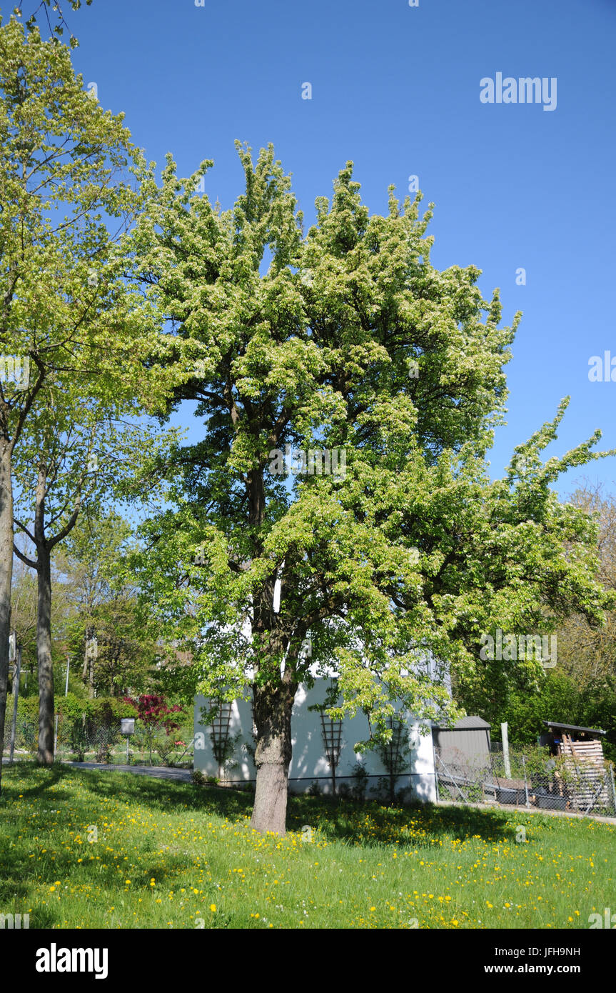 Pyrus communis, Pear Tree Stock Photo - Alamy