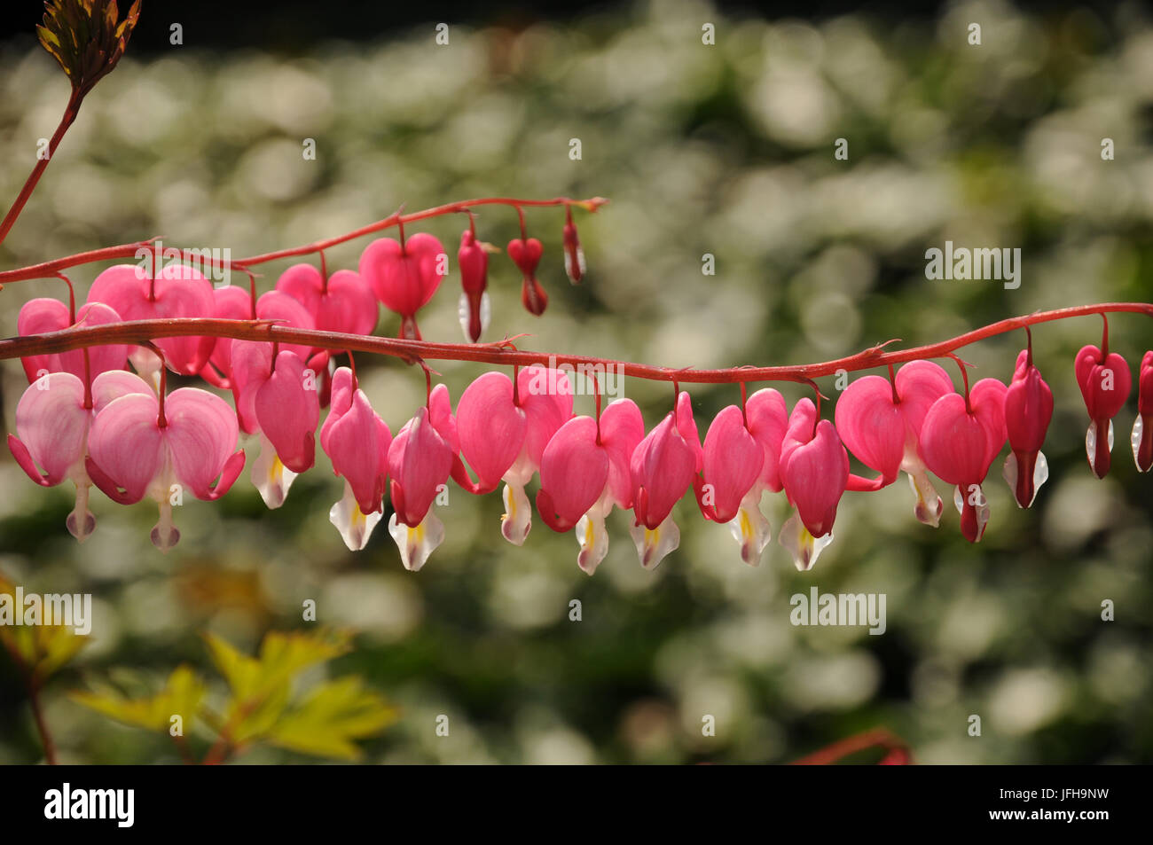 Dicentra spectabilis, Bleeding Heart Stock Photo - Alamy