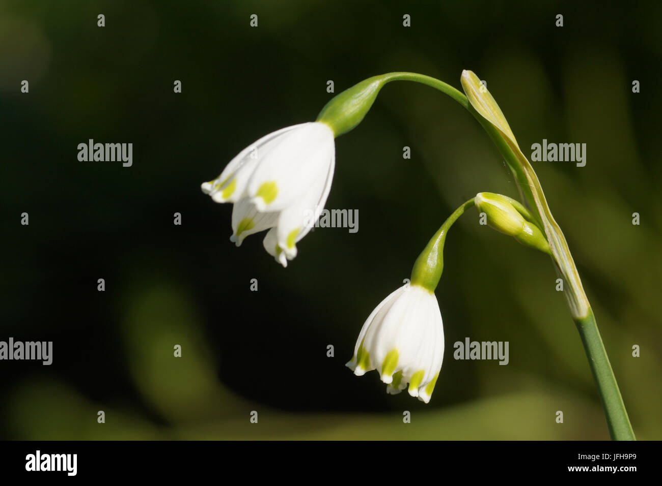 Leucojum aestivum, Summer-Snowflake Stock Photo - Alamy