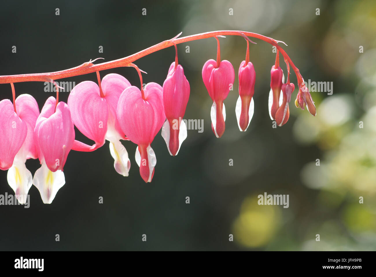Dicentra spectabilis, Bleeding Heart Stock Photo - Alamy