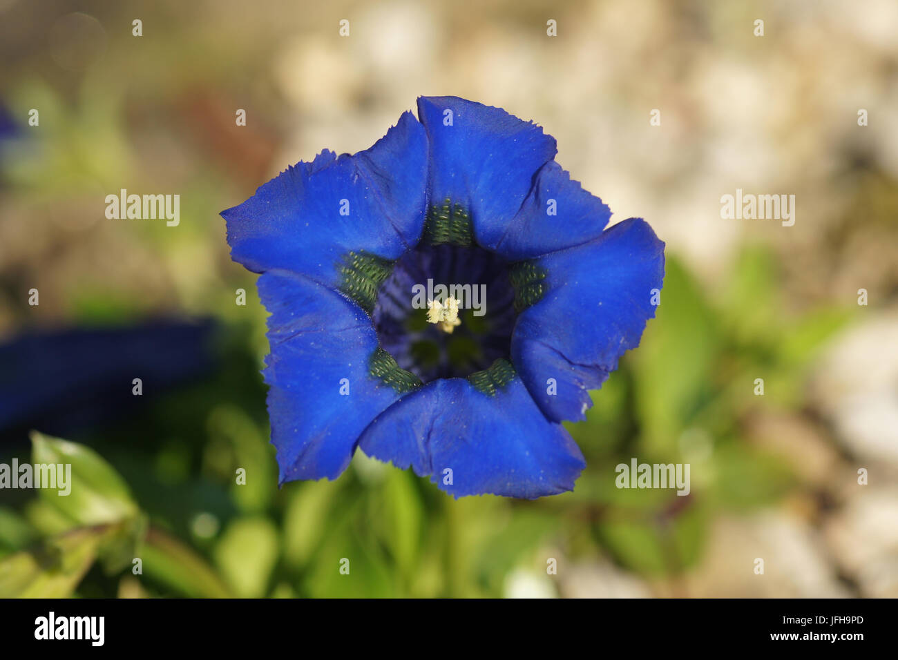 Gentiana acaulis stemless gentian hi-res stock photography and images ...