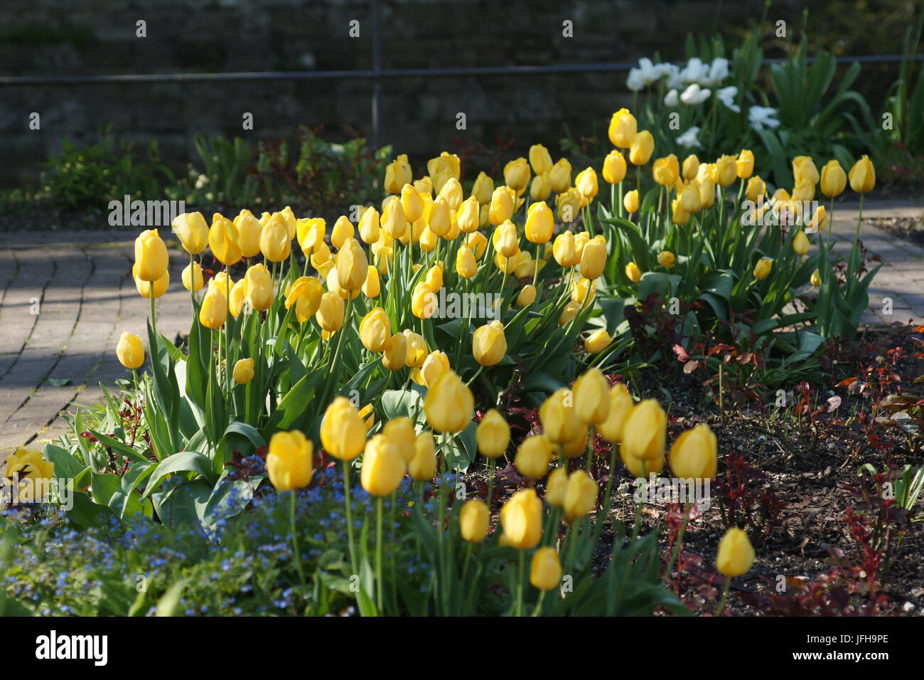Tulipa Darwin Hybrid Golden Apeldoorn, Tulip Stock Photo - Alamy